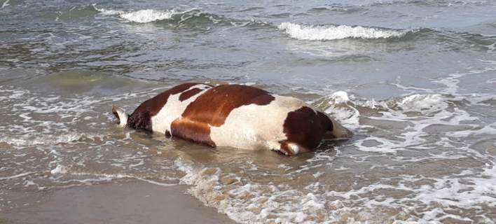 Dead cows and bulls washed ashore on several Cyclades islands