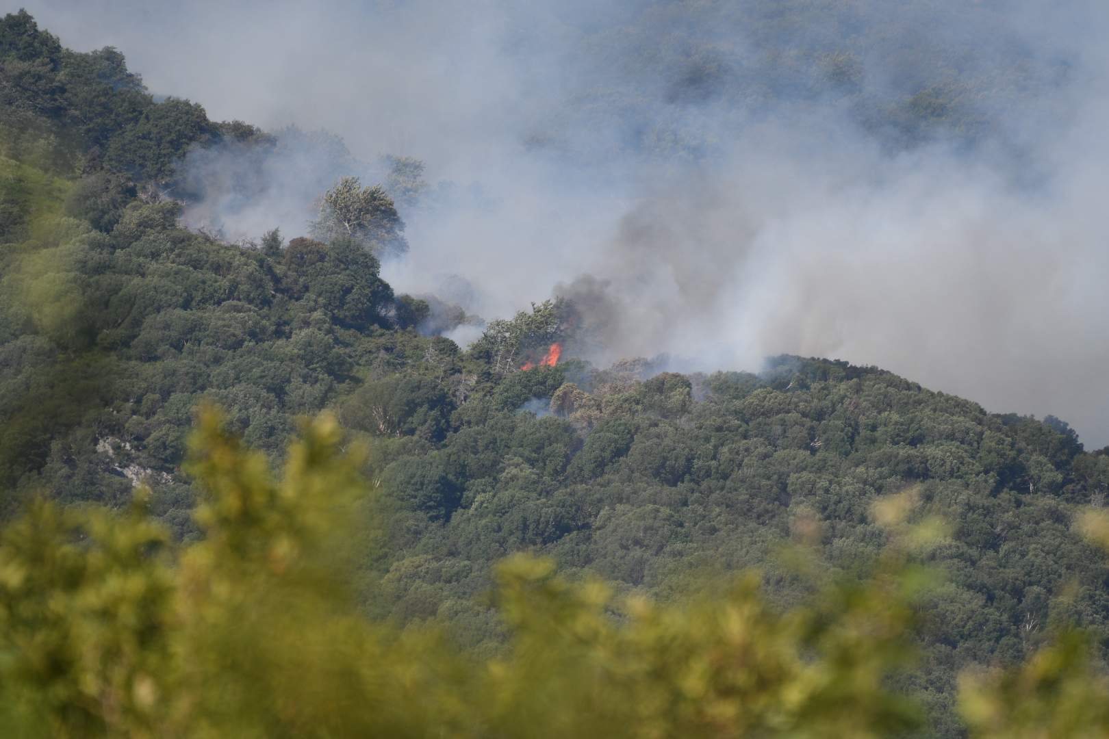 Fire burns the dense forest of the island of Samothrace (videos)