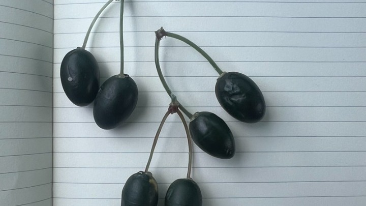 "Smart" Olives: GPS technology to track olive theft on Crete